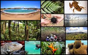 La Geografia de Puerto Rico: Fauna : Imagenes