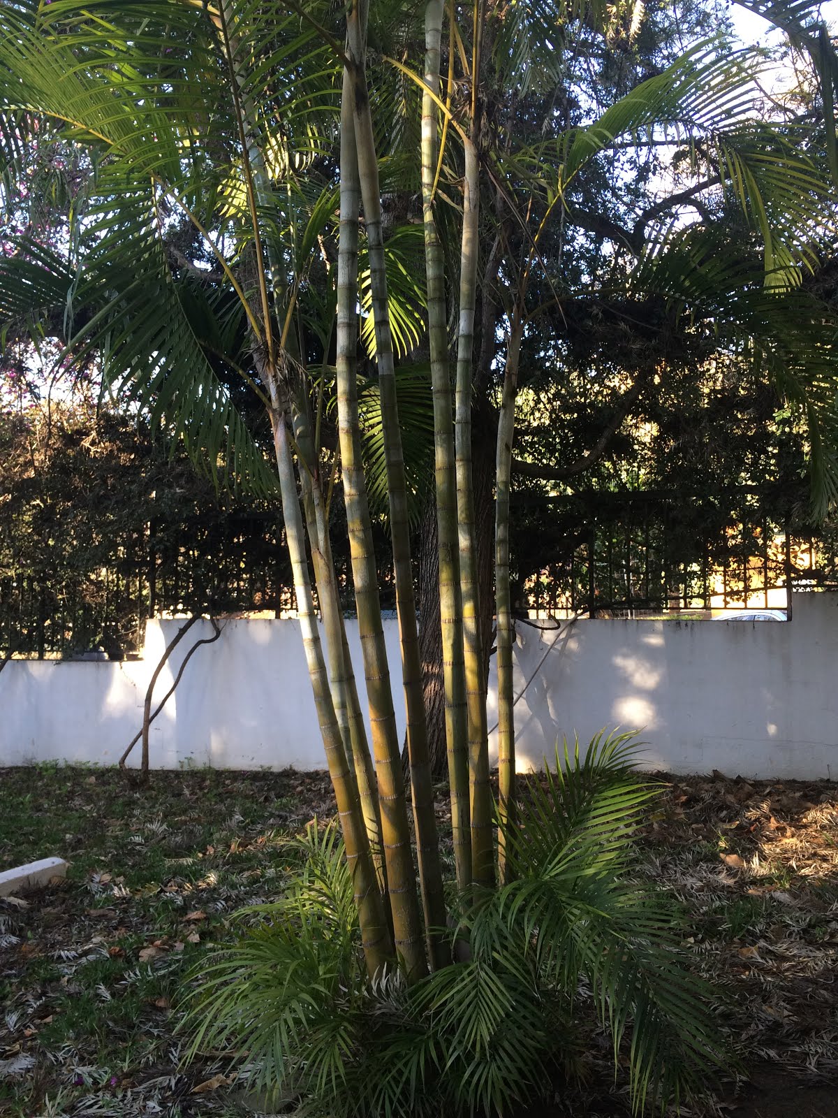 EL JARDÍN DEL I.E.S. SIERRA BLANCA: Palmera bambú