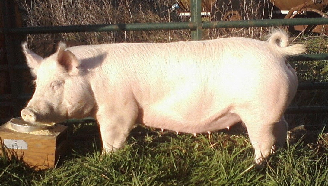 Bona Vista Farm: Breeders Choice Bred Gilt Consignments