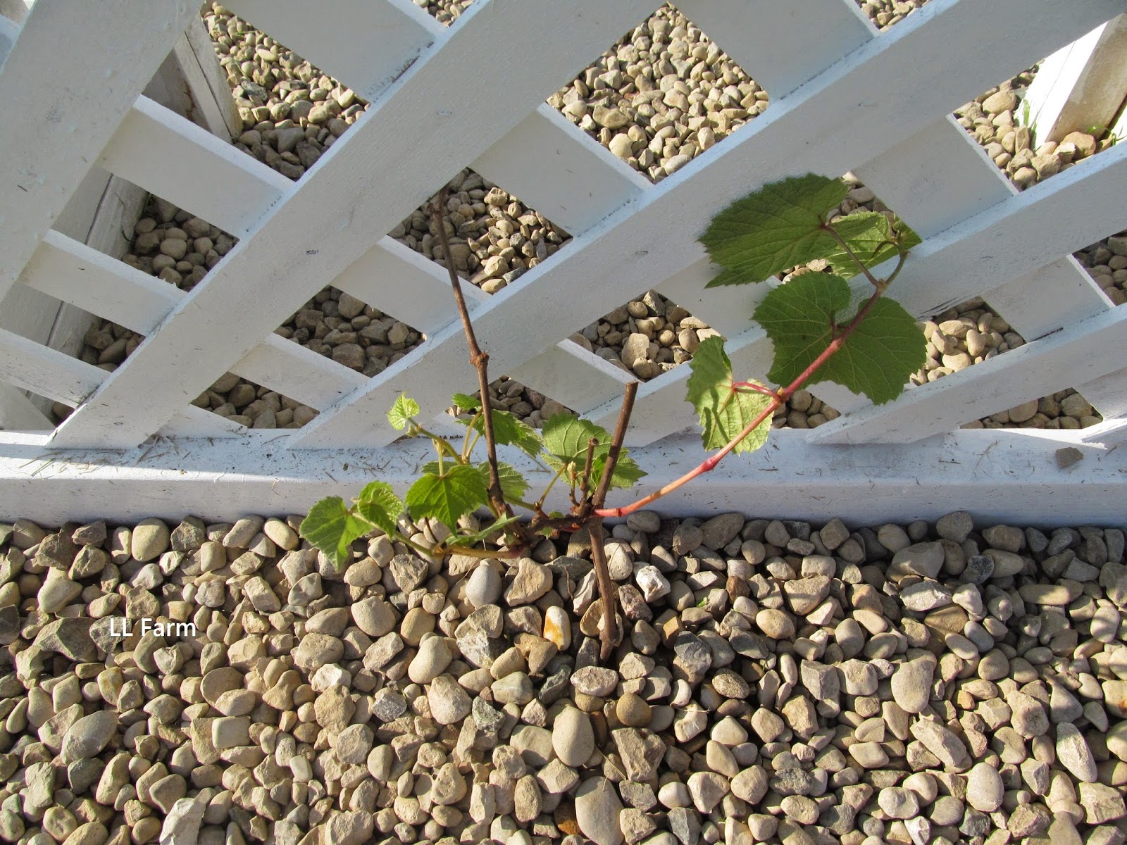 LL Farm: The Grape Arbor