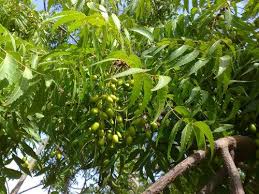 Alternative health tips, healthy lifestyle choices: Neem Is A Superdrug ...