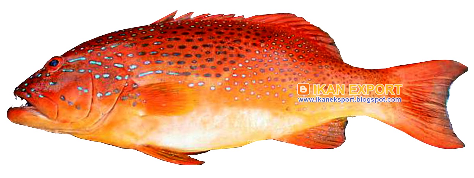 Ikan Eksport: Sunu Kuning Bintik Besar