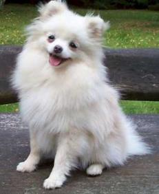Pomeranian dogs - MY PETS