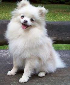 Pomeranian dogs - MY PETS