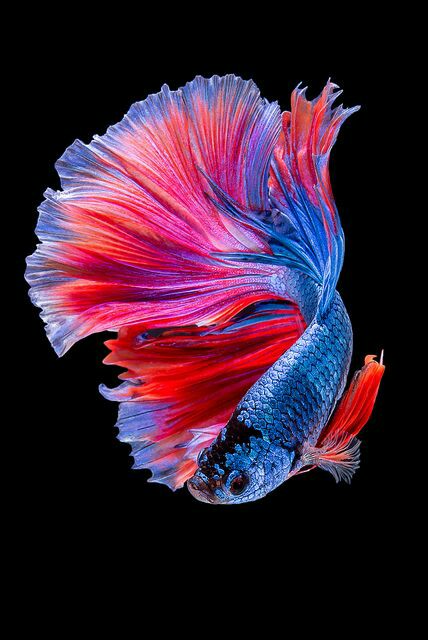 Colorful and Beautiful fish