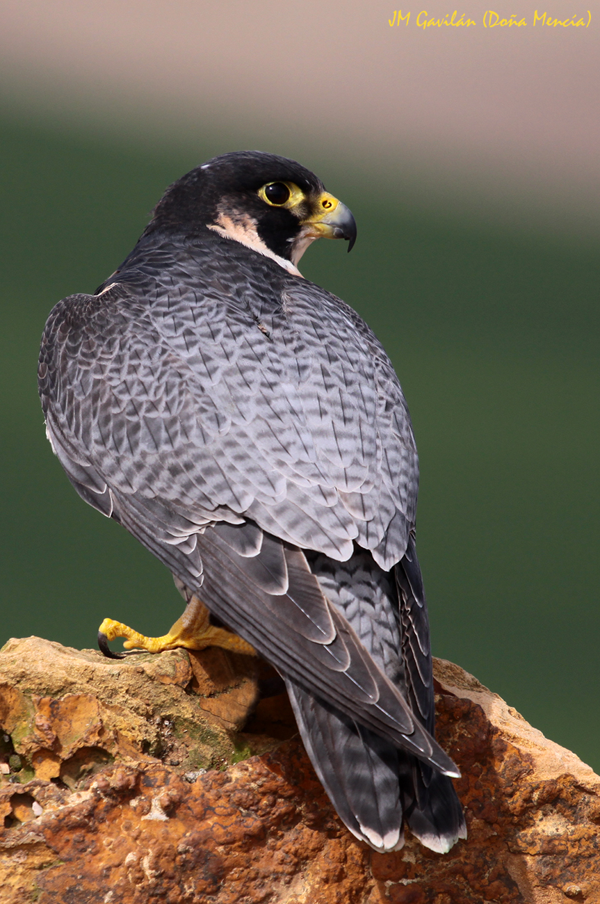 Fotografía de Naturaleza - JM Gavilán: El Halcón peregrino, Falco ...