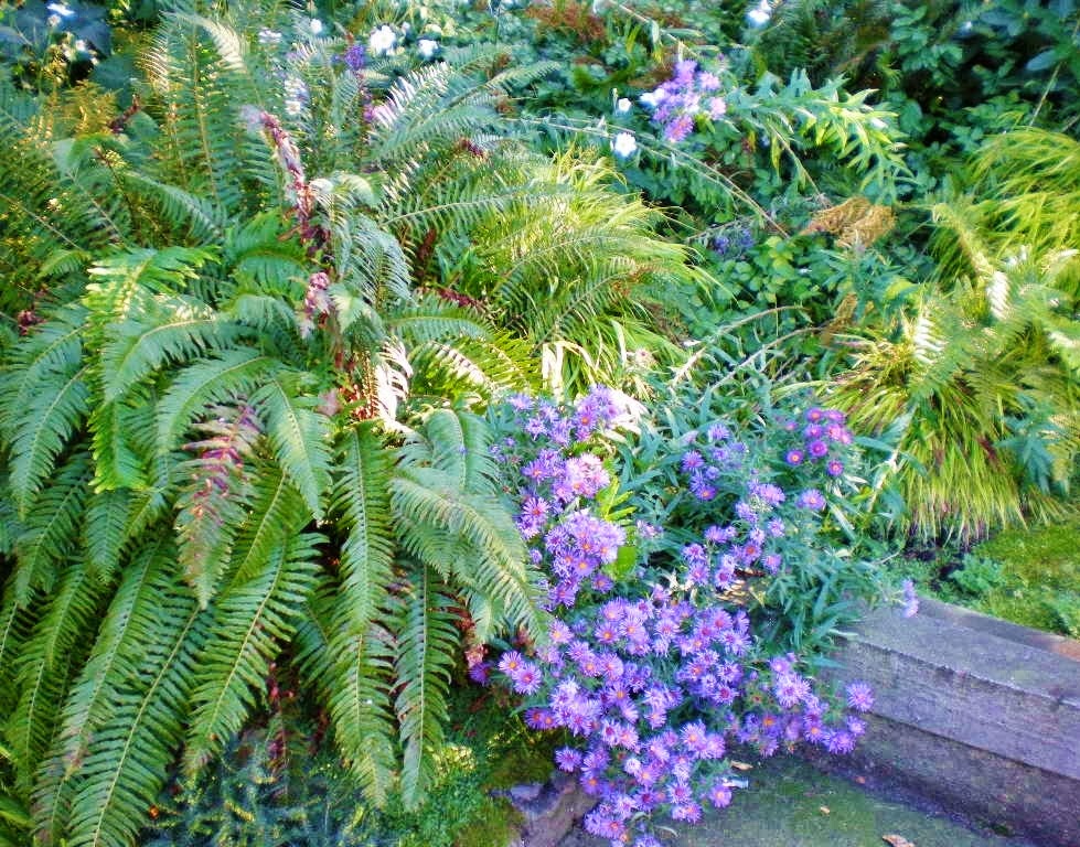 Urban Landscape, Native Landscape: Jim Ellis Freeway Park