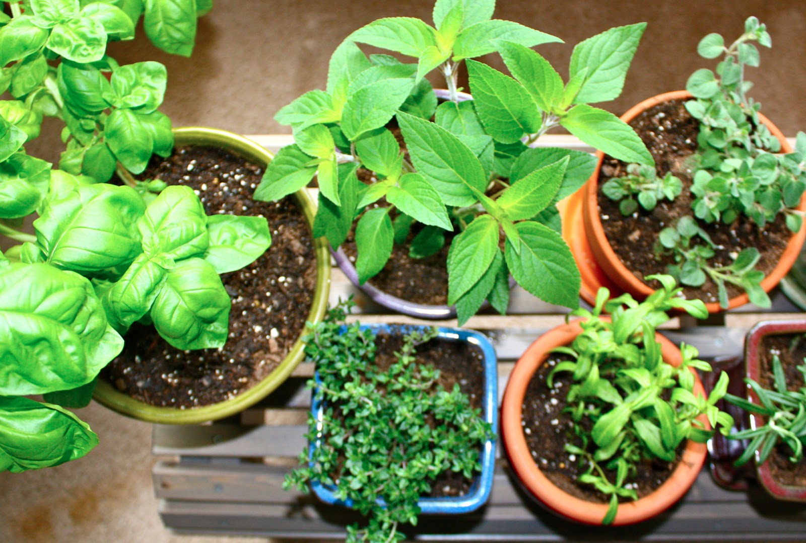 Herb Garden - Spring planting