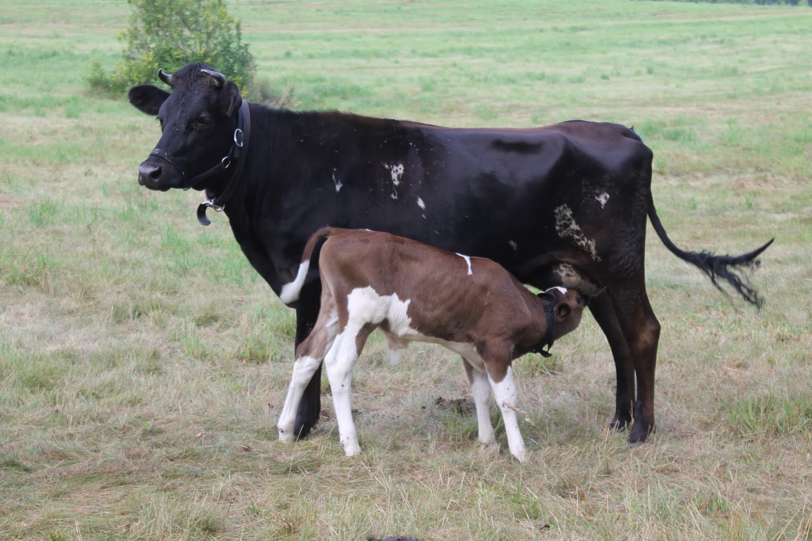 born imaginative.: On Having a Milk Cow: Part Three
