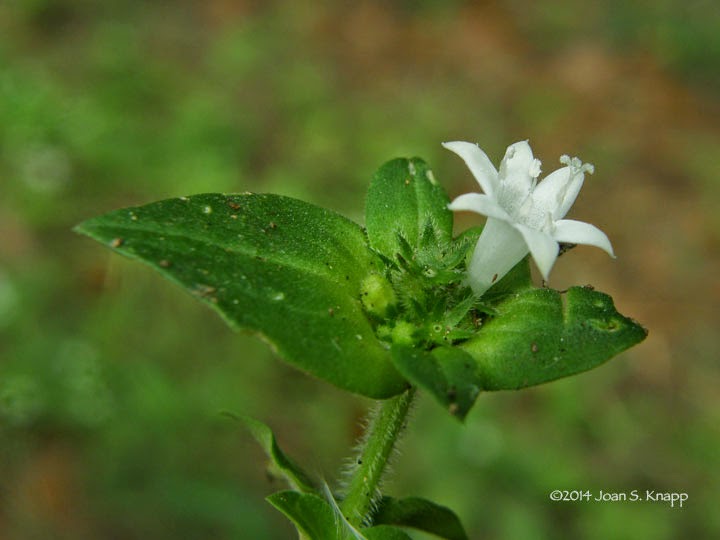 Anybody Seen My Focus?: Rough Mexican Clover/Florida Pusley (Richardia ...