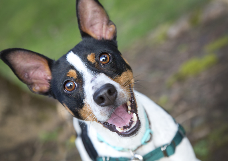 Shelter Dogs of Portland: "MIKEY" happy active big Rat Terrier!