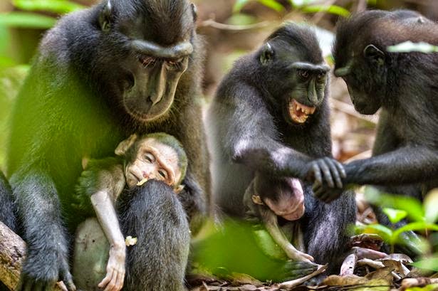 Conmovedor: El dolor de una madre macaco por la muerte de su bebé ...