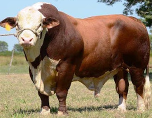 JENIS SAPI YANG PERLU PETERNAK KETAHUI - BETERNAK DAN MENANAM