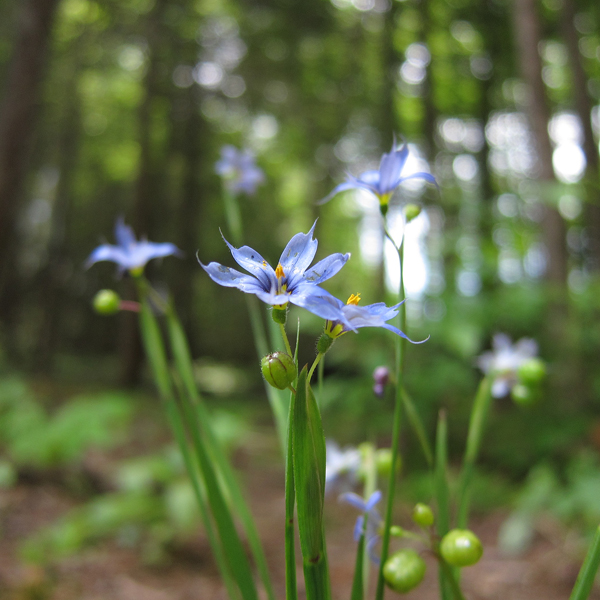 chickory: Sisyrinchium montanum (Blue Star Grass)
