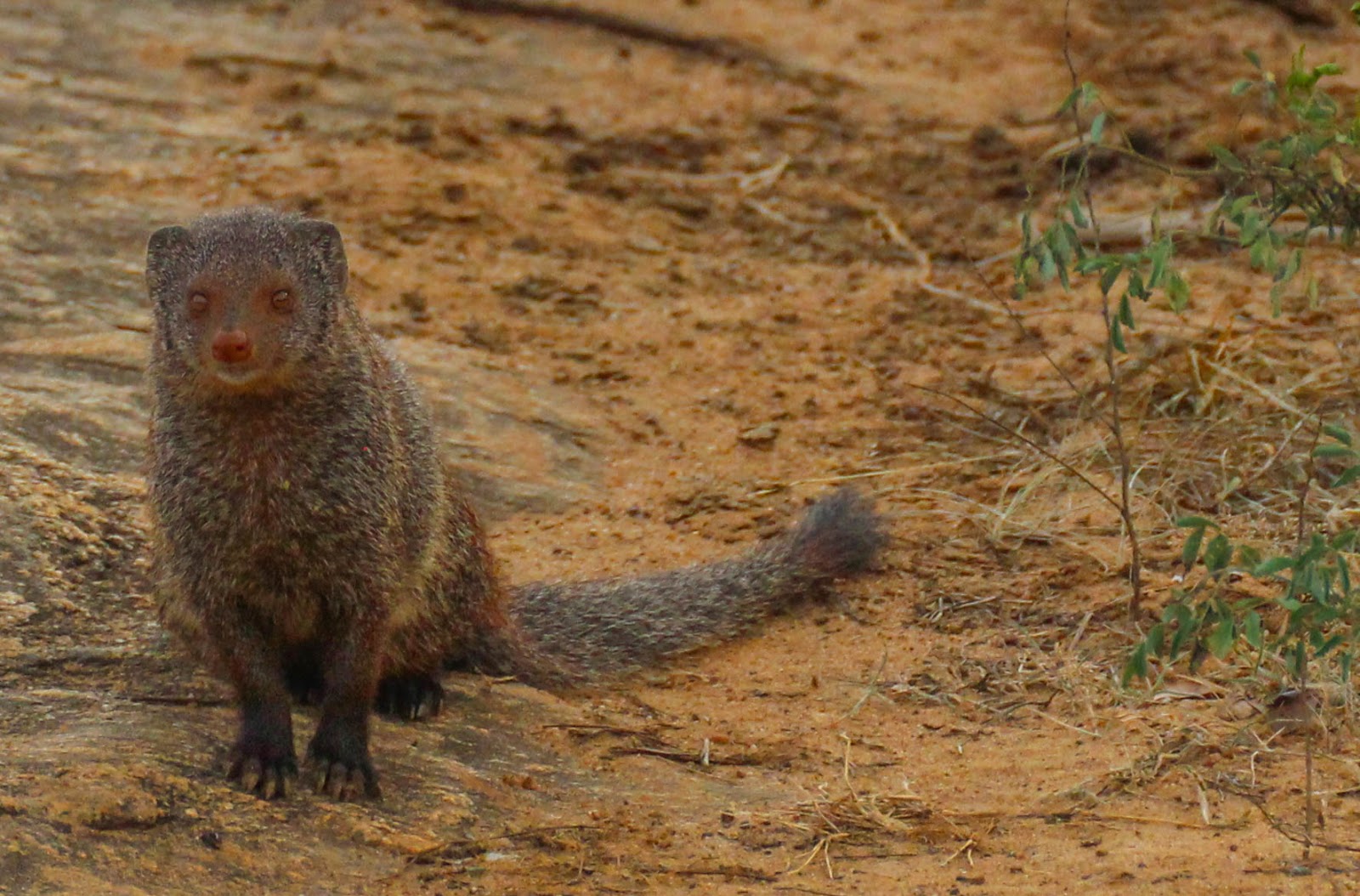 Cannundrums: Sri Lankan Ruddy Mongoose