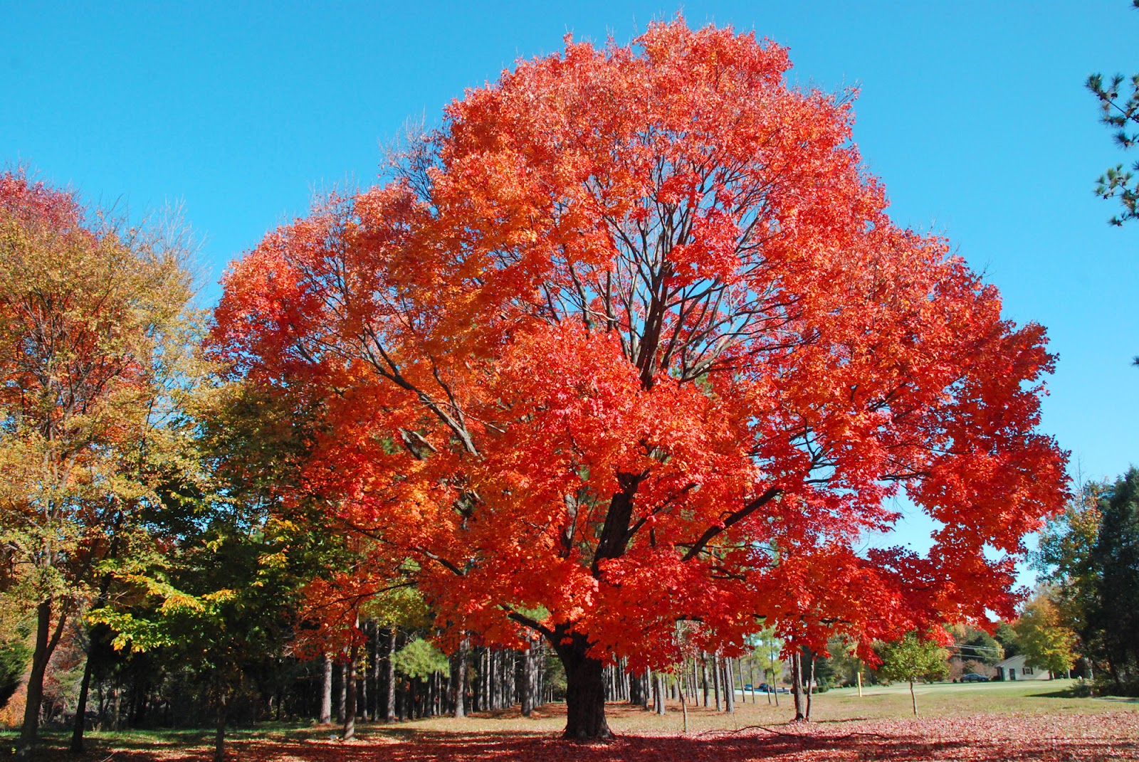 Gate City Gazette: Fall in the Piedmont of North Carolina