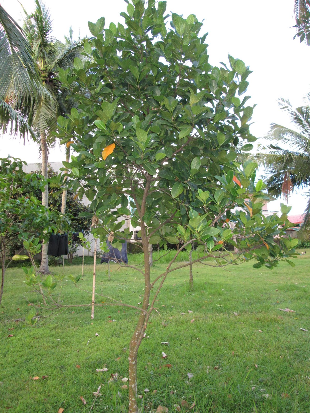 Langka Tree