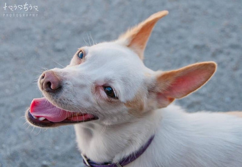 NOBLE GALGO: HARU - mestiza de bodeguero de 8 meses - Madrid - Urgente!!!!