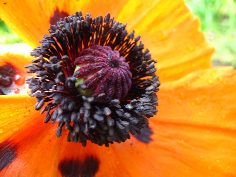The Joyce Road Neighborhood: Poppies