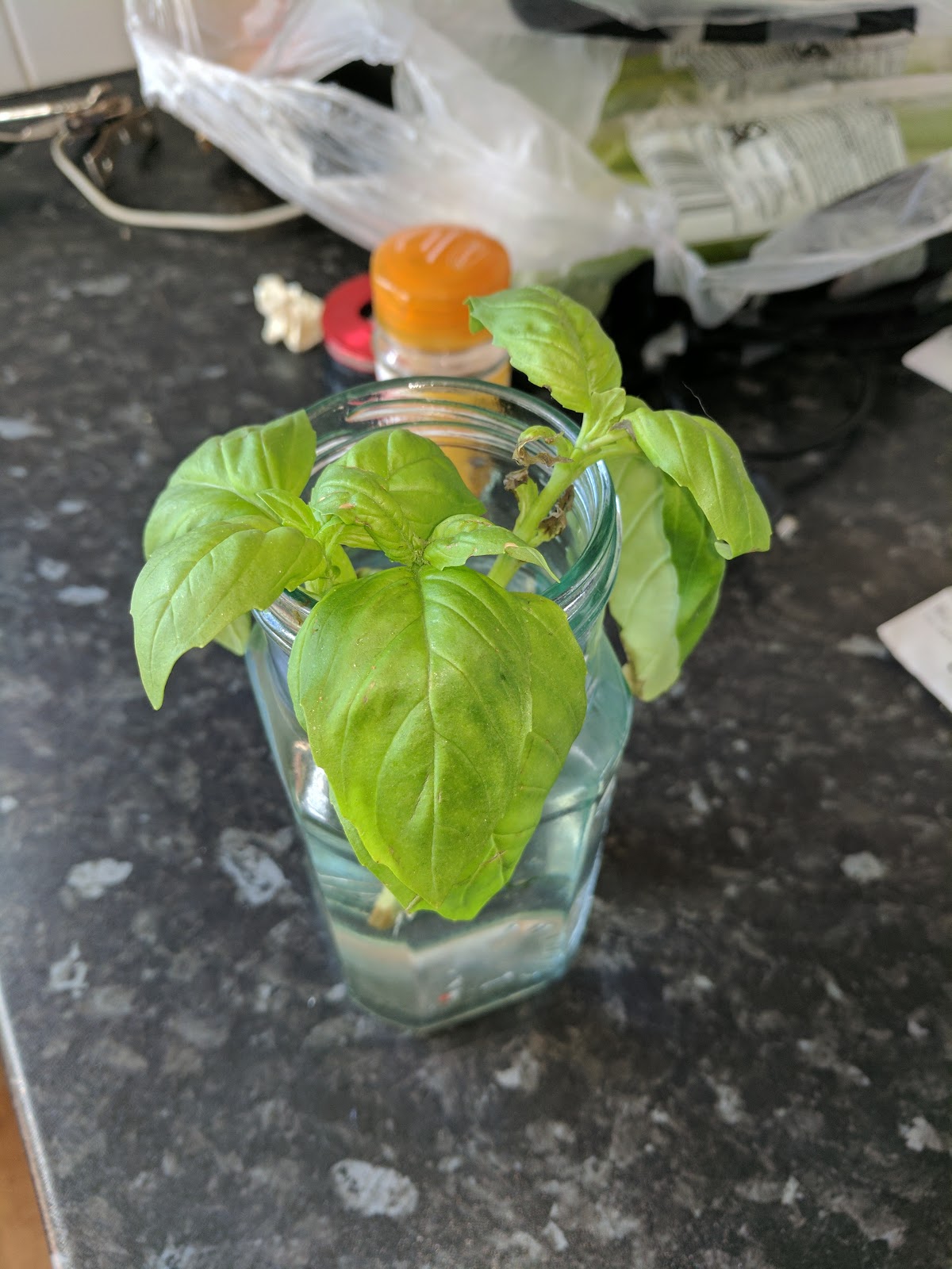 A Possible World: Resurrecting Basil