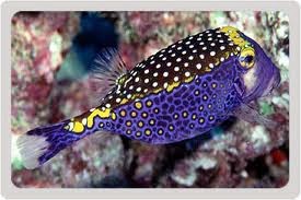 BATFISH-BOXFISH-BUTTERFLY FISH ~ Indonesian marine fish and coral index