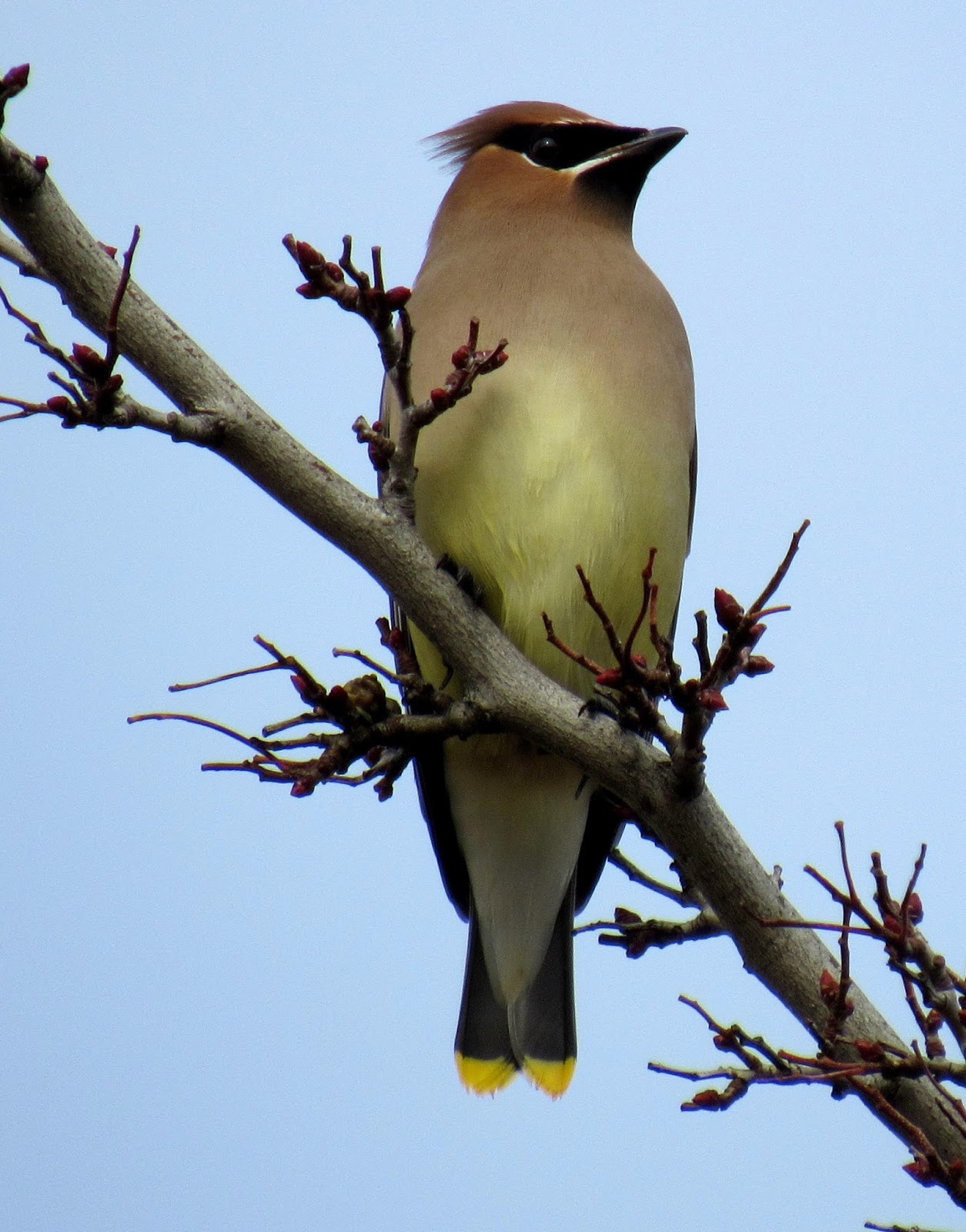 Cedar Waxwings: A Sure Sign of Fall
