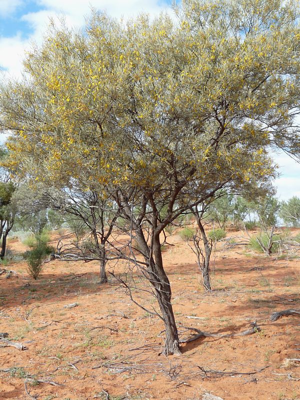 Ian Fraser, talking naturally: Trapping Desert Water; mulga and devil