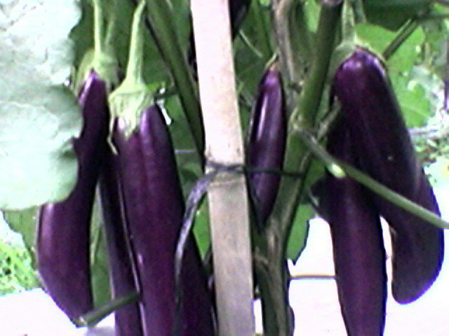 RUMAH HIJAU ORGANIK: BUDIDAYA TANAMAN TERONG