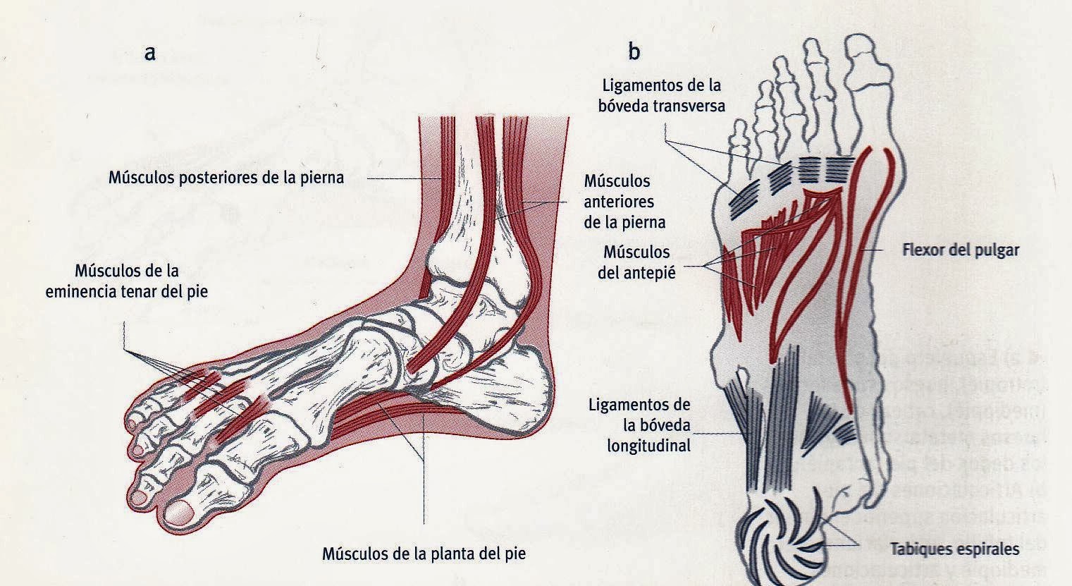 Centro de Reeducación Postural BIHOTZA: LOS PIES NOS DAN FUERZA Y ...