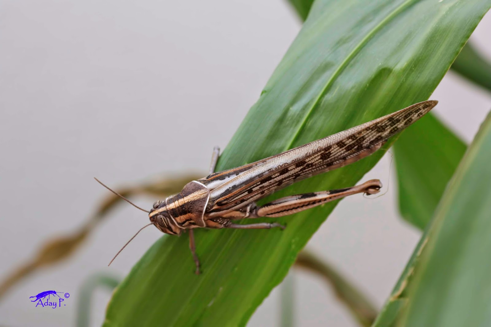Artropodolandia: Ortópteros migratorios