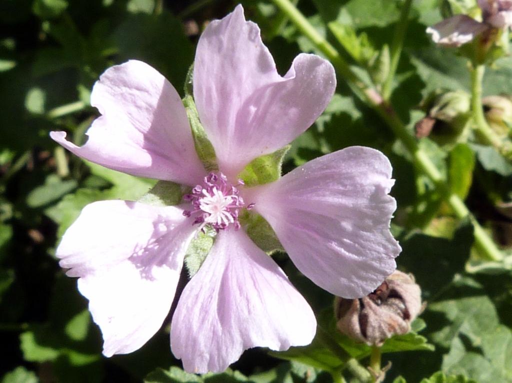 Taxonomía Plantae Magnoliopsida: Malvales
