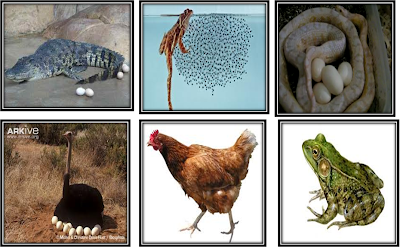 Learning of Animals: Animal Breeding Method