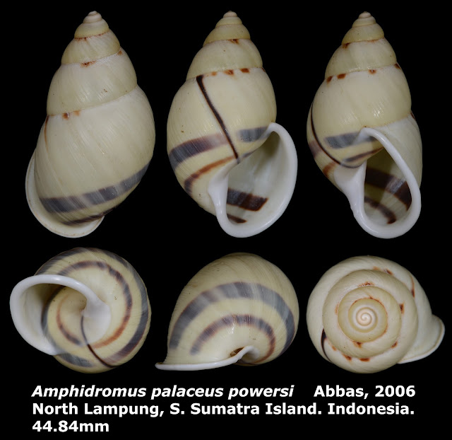 Dr. Lee's Gallery Museum: Amphidromus palaceus powersi 43.1 to 46.86mm