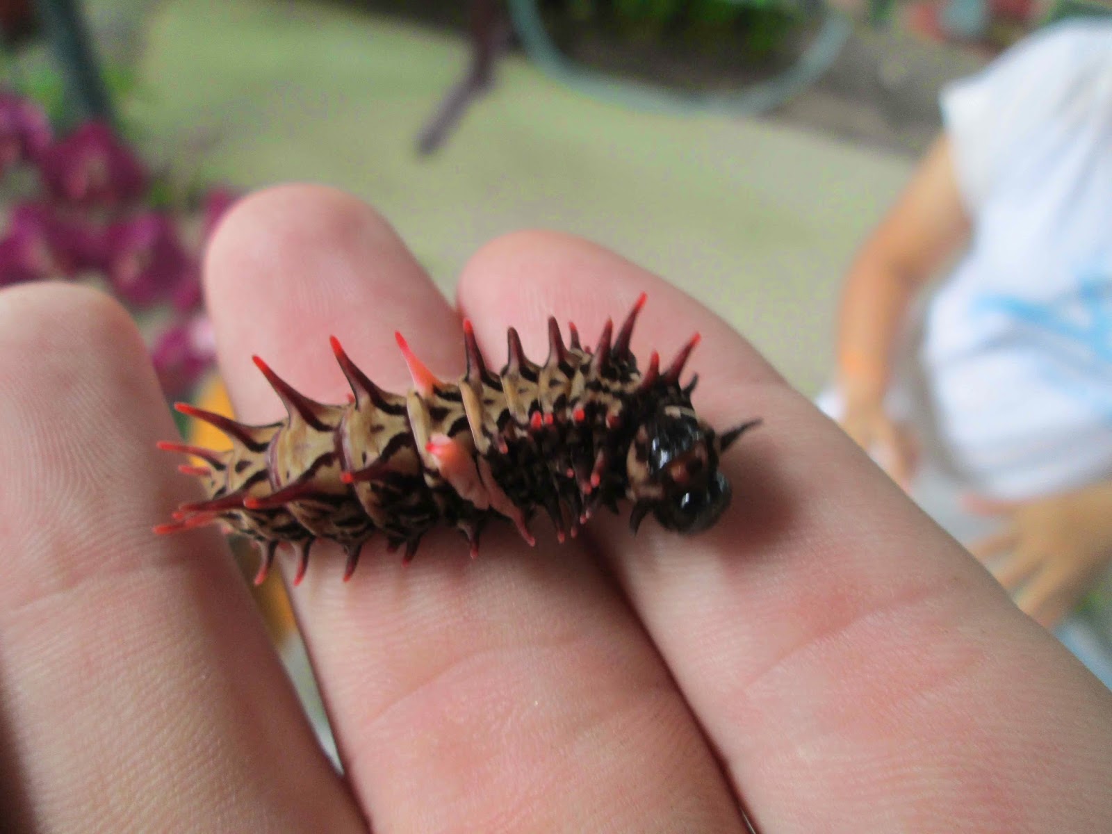 Trev in Indo: Thailand and Laos