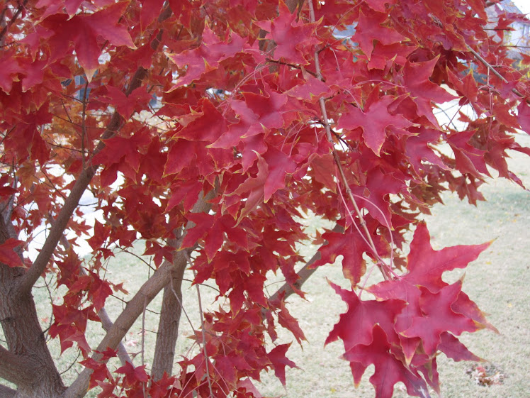 MAPLES 4 ALLEN, TEXAS