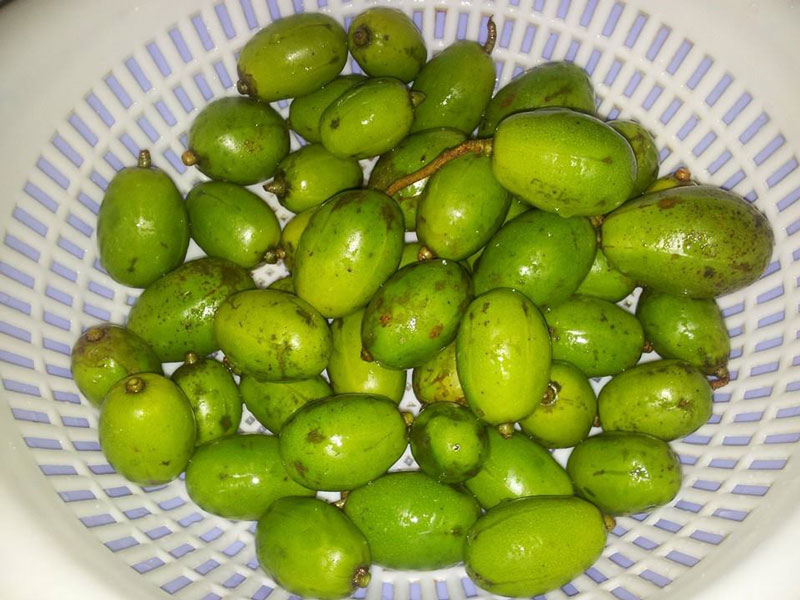 Quả Cóc Những Điều Bạn Chưa Biết - Đời sống 24 - Giá trị cuộc sống