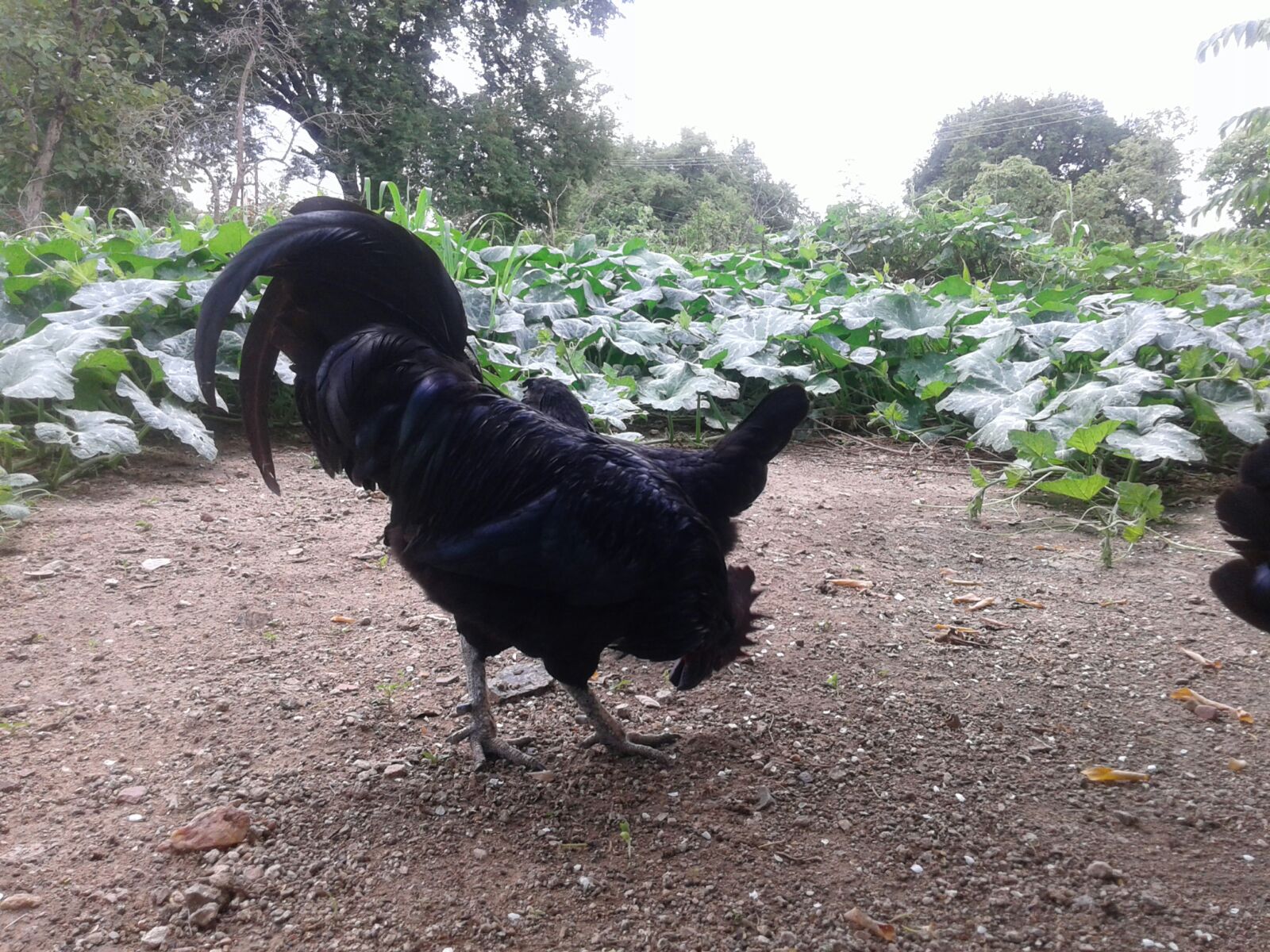 PIONEERS IN ORIGINAL KADAKNATH CHICKEN: Kadaknath chicks for sale