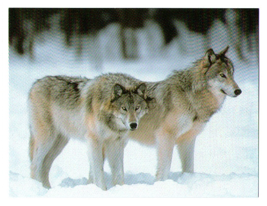 Postcards Journey: Arctic - North Pole - Wolves