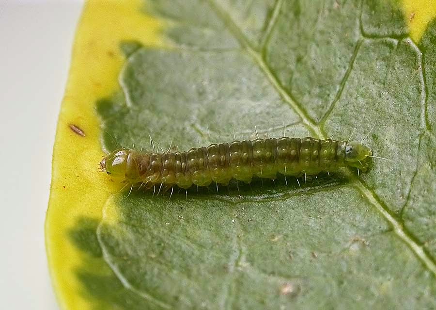 Charlie's moths of Calderdale.: TORTRICIDAE: 1 - 50