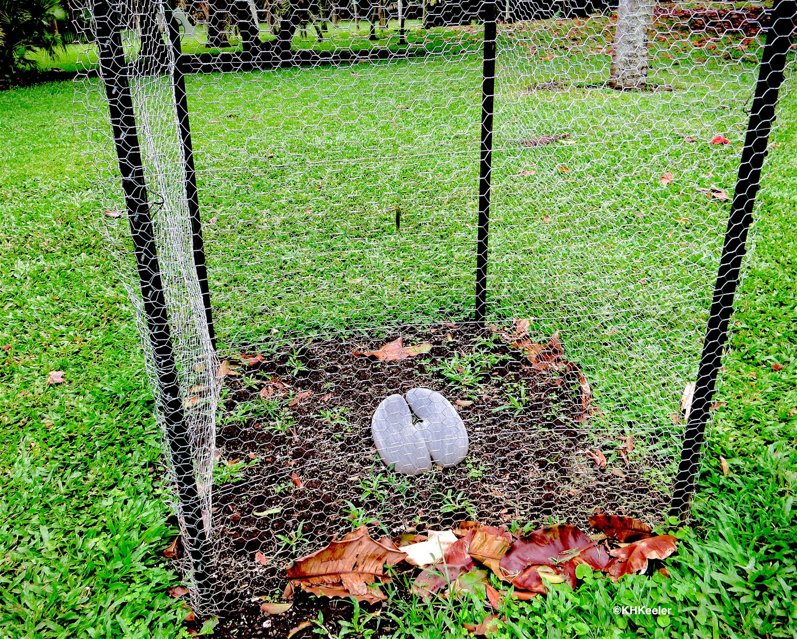 A Wandering Botanist: Plant Story--Double Coconut, World's Largest Seed