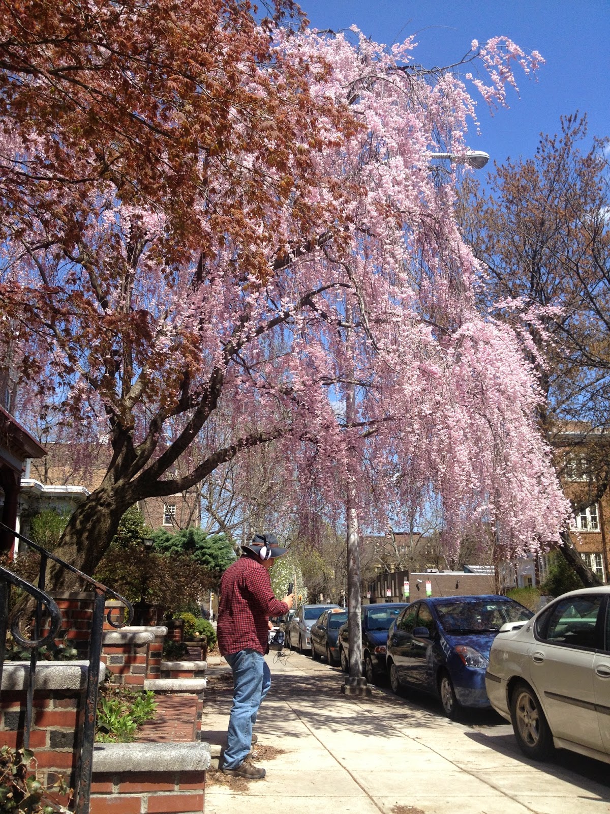 PHILLY TREES: PHILLY FLOWER CHATTER