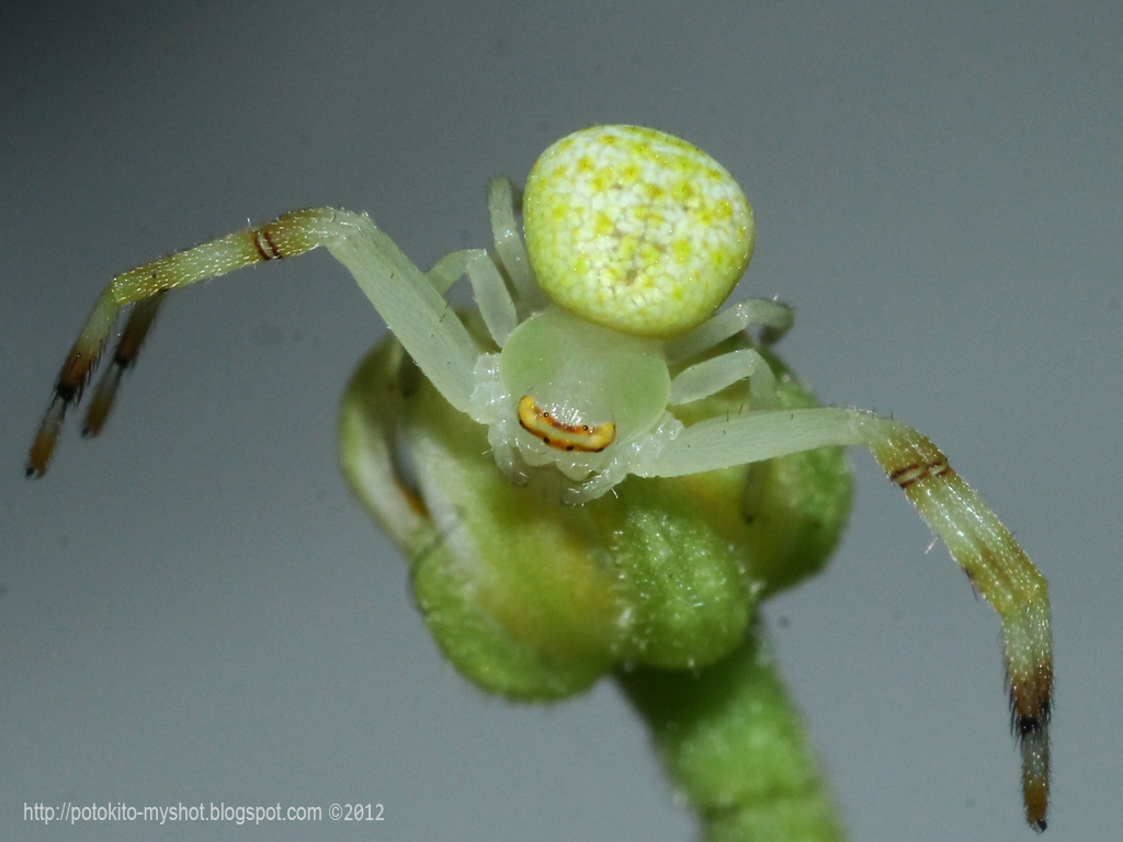 My Shot Gallery of Bengkulu: Crab Spider on a Mango Flower (Diaea sp)