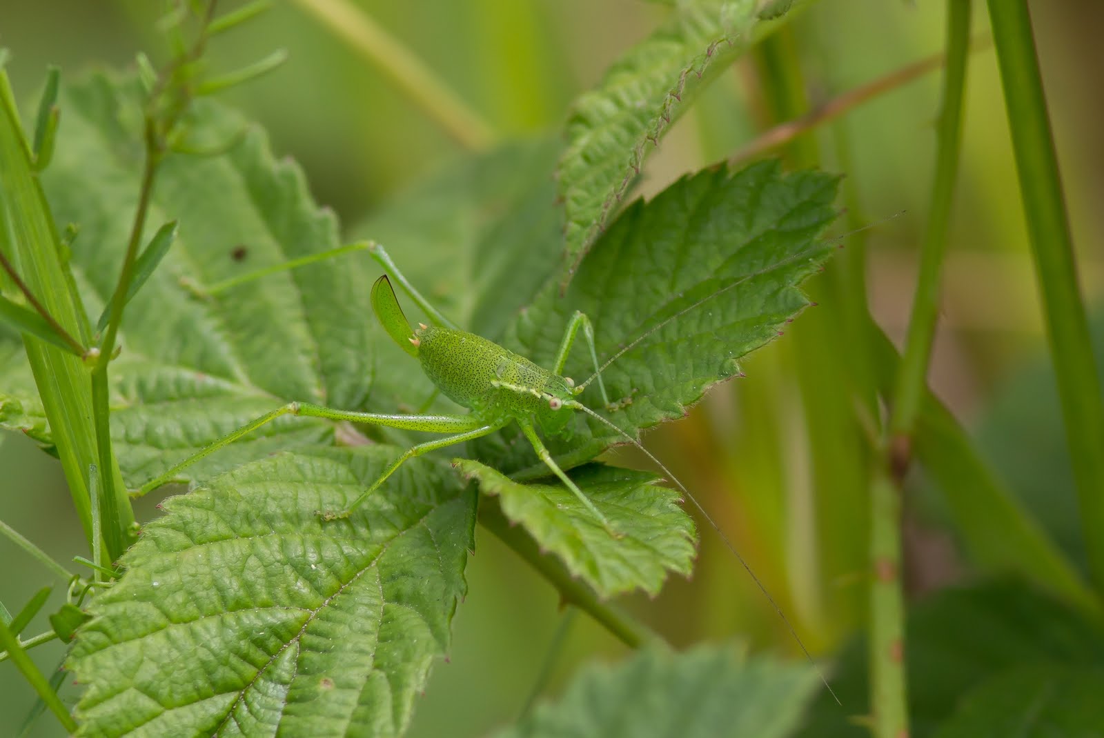 Birding with Flowers: Special Insects