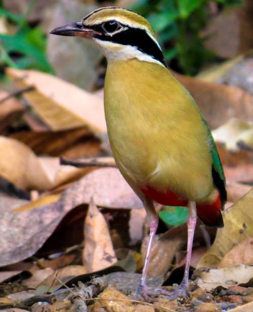 Indian pitta | Birds of India | Bird World