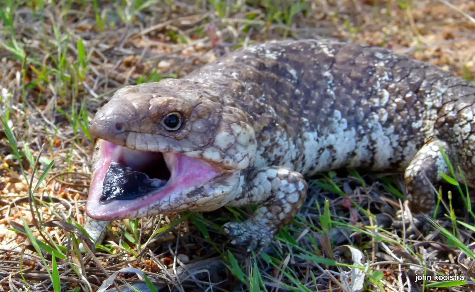 QUEENSLAND BIRDER - Birds and the natural world at home and away ...