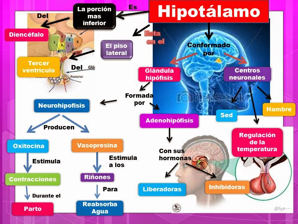 Blog de evidencias de fisiologia Medica de Bryanda Eriacema Higuera ...