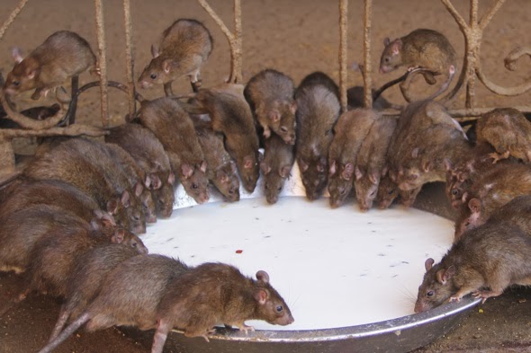 UFO mania: Inside India's rat temple where rodents are worshipped.