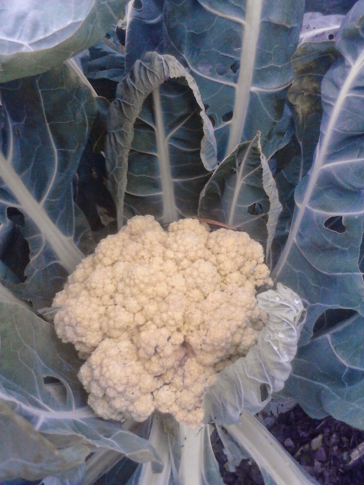 Cum Să Faci O Cultură De Conopidă În Câmp - Cum să faci o grădină