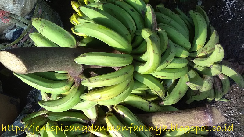 Siapa Yang Mau Tau dan Lihat Gambar Gambar Pisang Besar? Langsung Simak ...