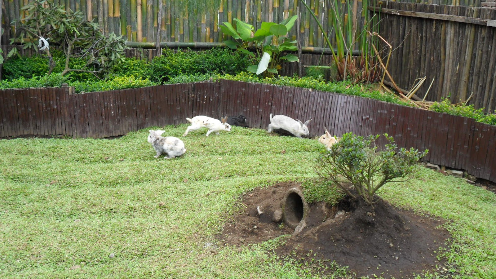 Rumah dan Taman Kelinci: Rabbit's garden, my morning inspiration